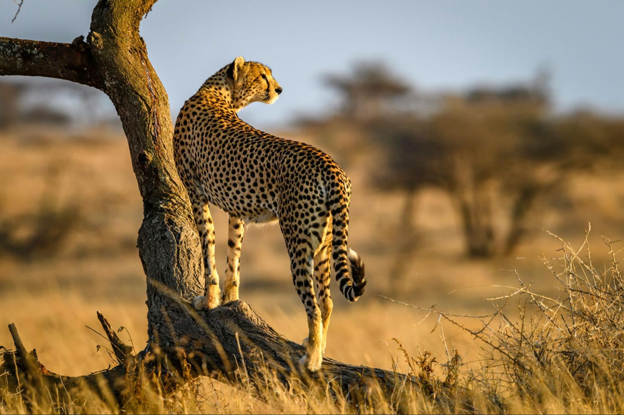 Exploring Tanzania Clothing: Traditional Attire and Modern Trends